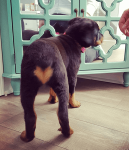 10 Floofy Rottweiler Puppies – Bullymake Blog