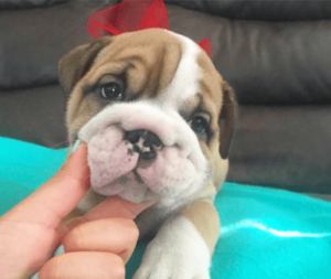 Top 10 Most Squishable Bulldog Faces – Bullymake Blog